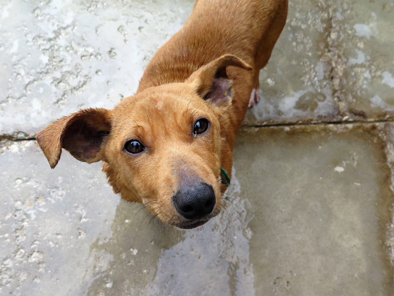 Huron - Spanish Stray Dogs
