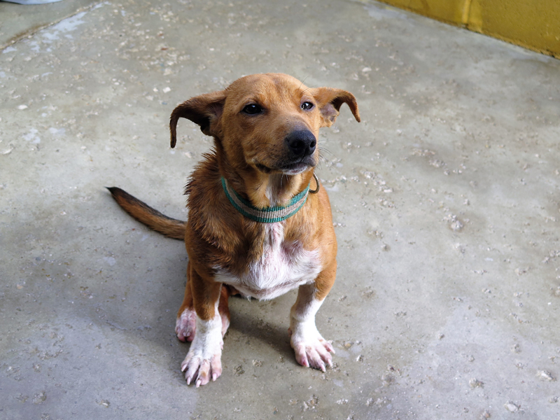 Huron - Spanish Stray Dogs