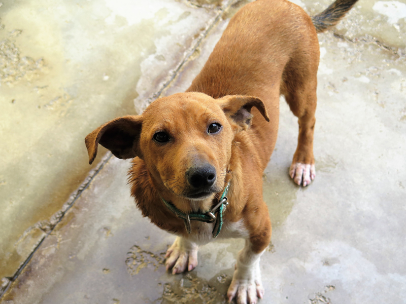 Huron - Spanish Stray Dogs