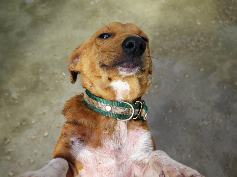 Huron - Spanish Stray Dogs