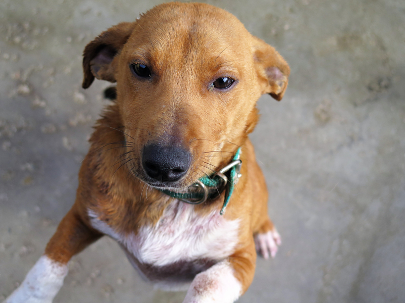 Huron - Spanish Stray Dogs