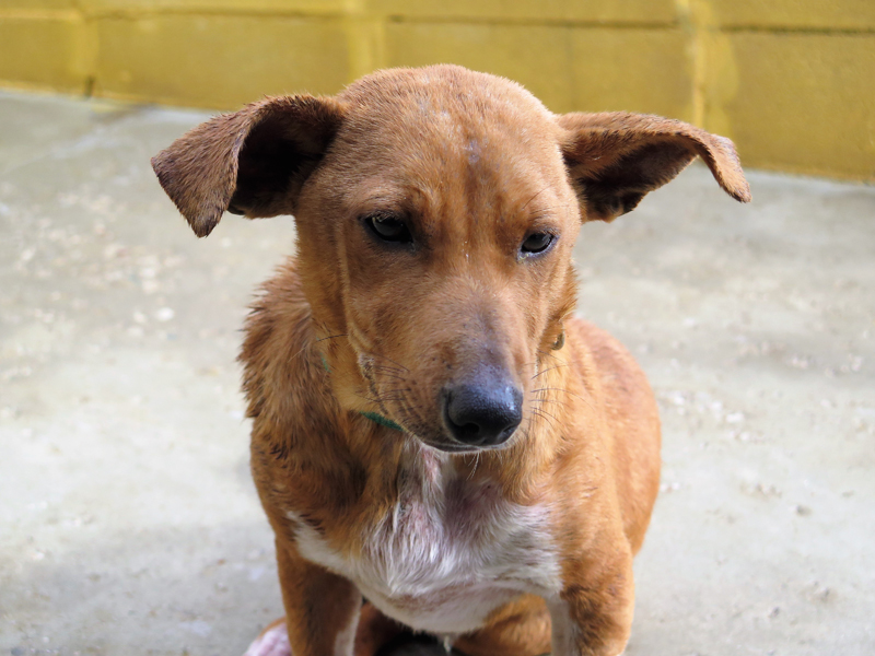Huron - Spanish Stray Dogs