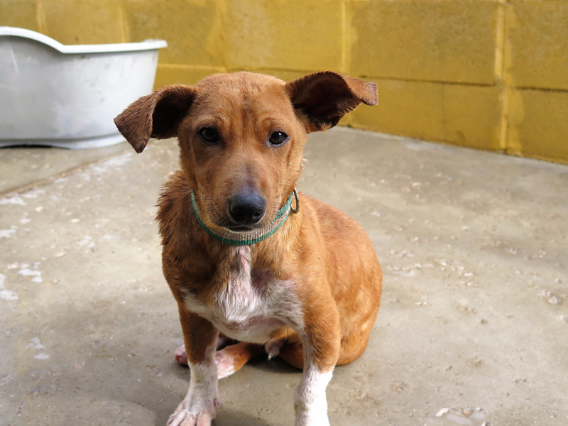 Huron - Spanish Stray Dogs