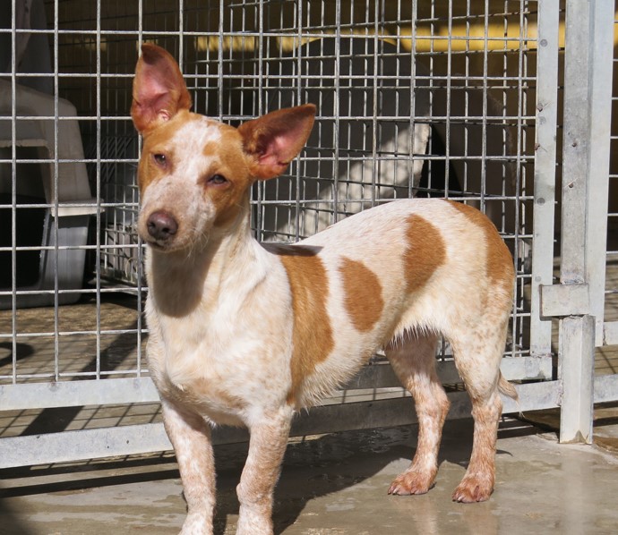 Castaño - Spanish Stray Dogs