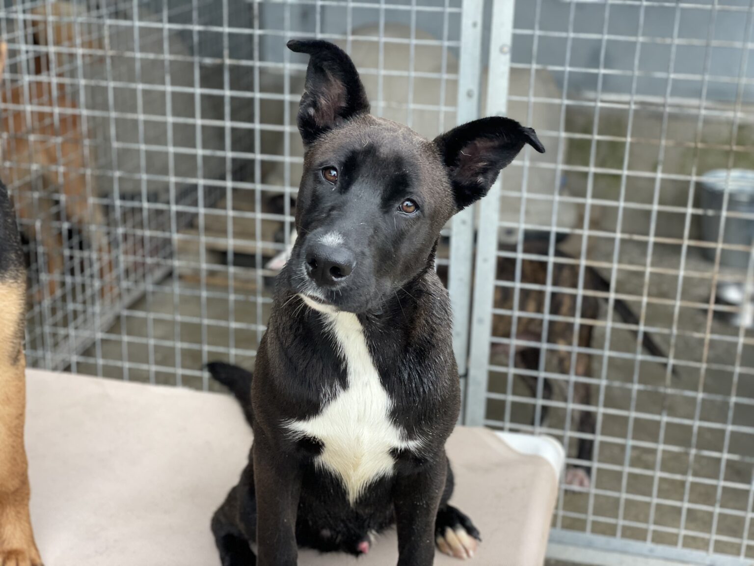 Meet Our Dogs - Spanish Stray Dogs