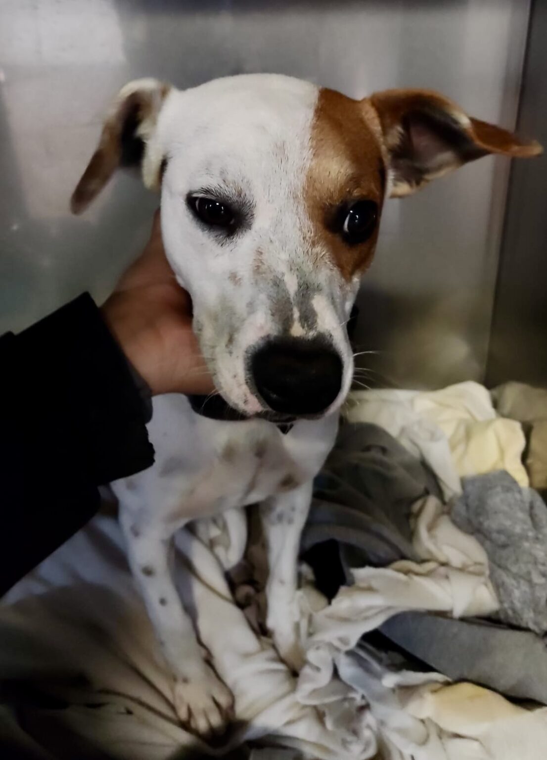Milhouse - Spanish Stray Dogs
