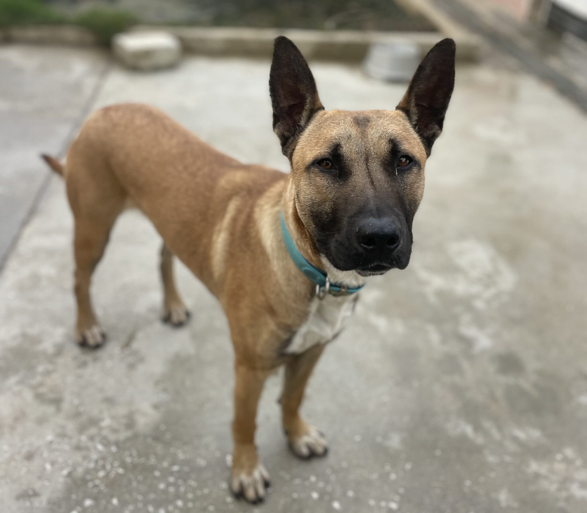 Meet Our Dogs - Spanish Stray Dogs