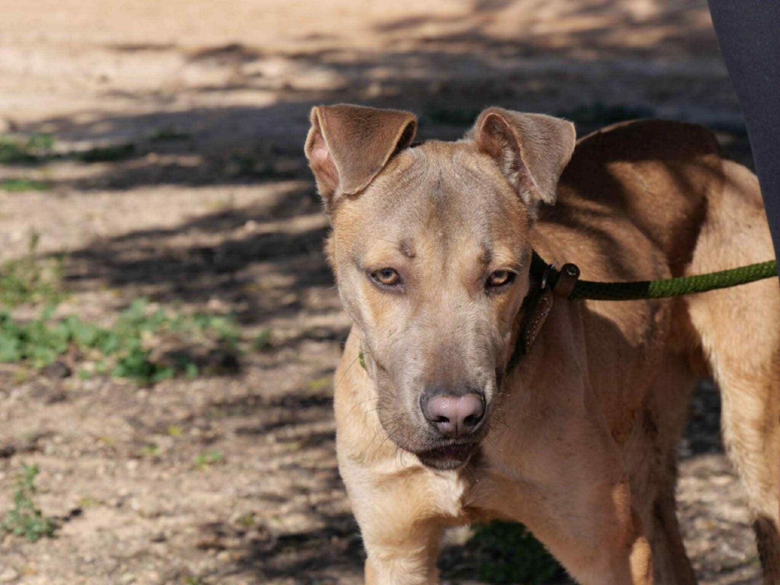 Meet Our Dogs - Spanish Stray Dogs