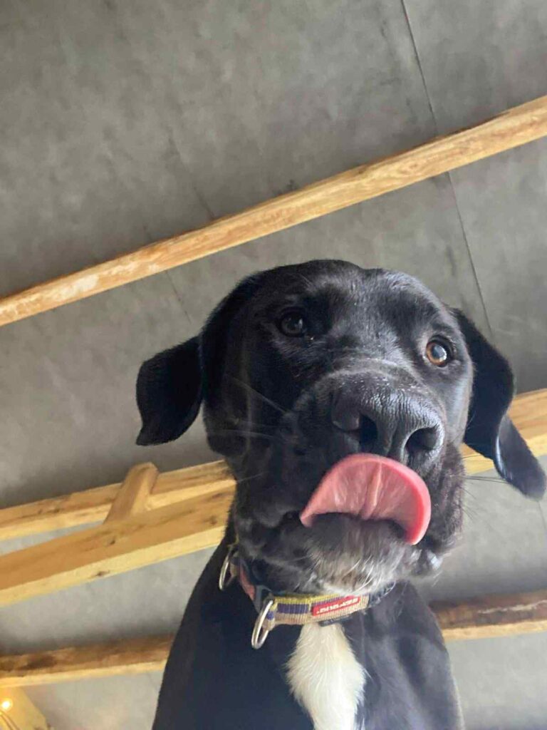 Meet Our Dogs - Spanish Stray Dogs